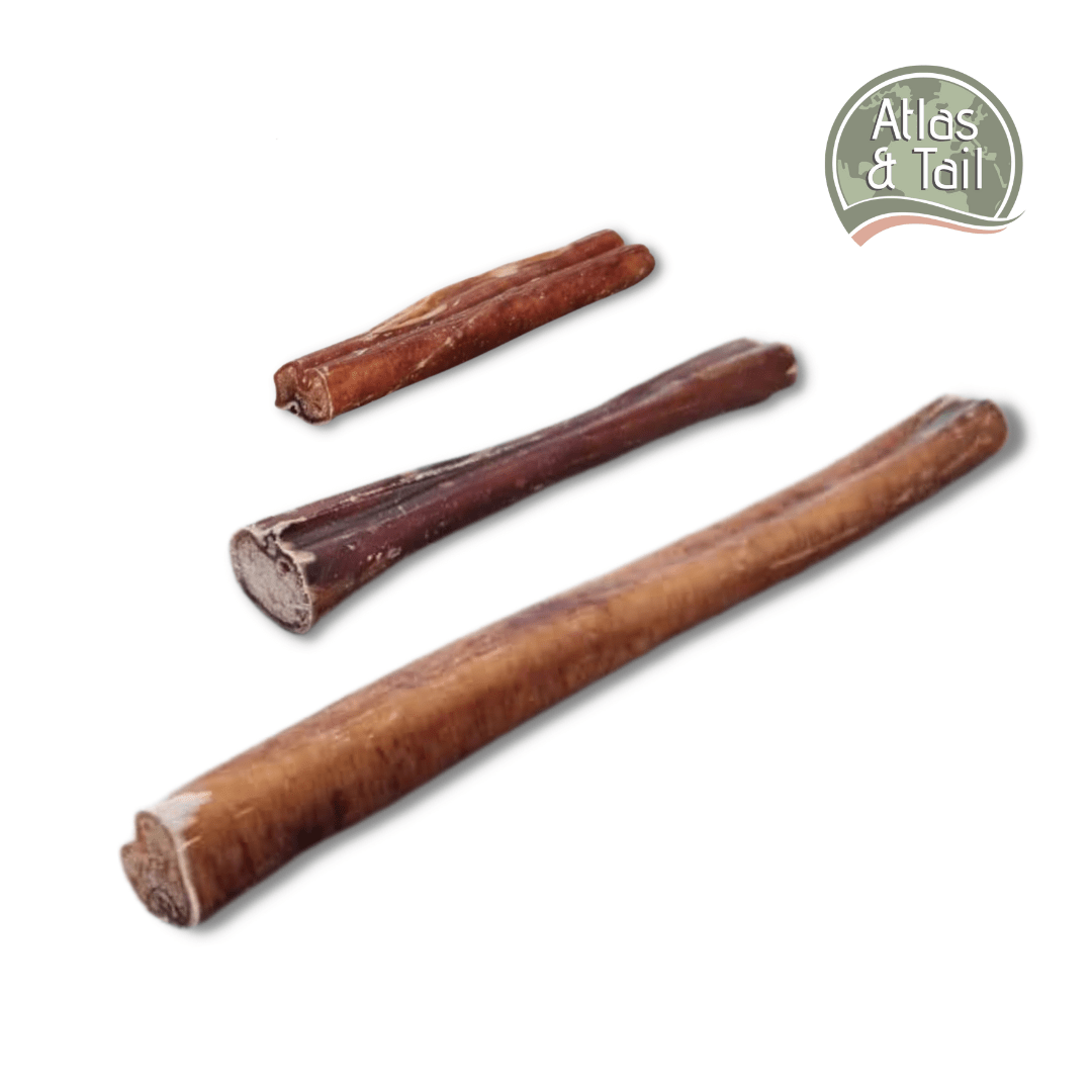 Bull Pizzle - Atlas and Tail