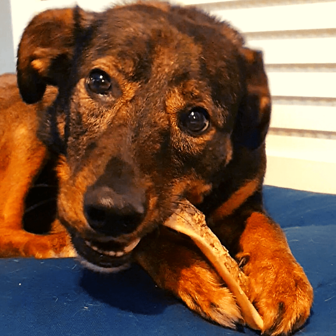 Power chewers – Long-lasting natural chews for dogs - Atlas and Tail